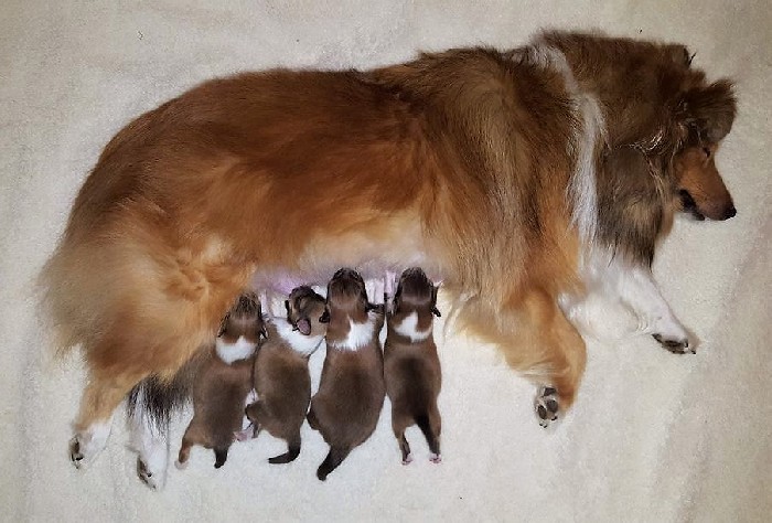 Valpar :: Empericals Kennel